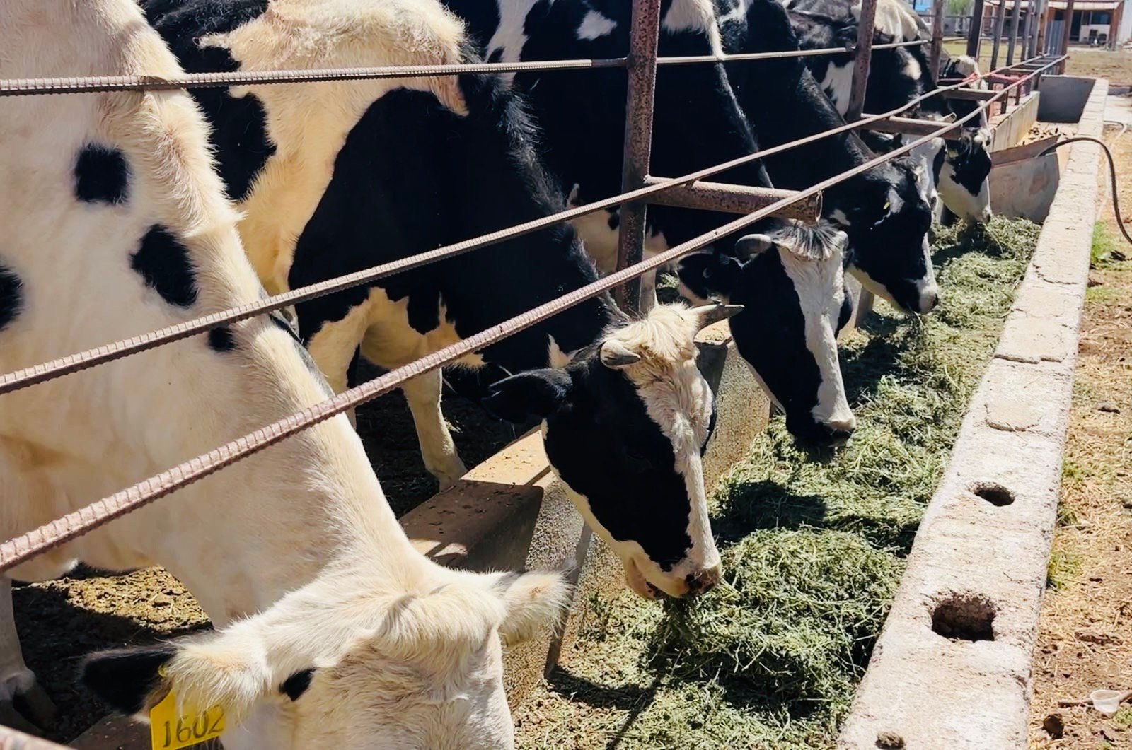 Gobierno BCS y ganaderos trabajan en conservación de sanidad animal ...